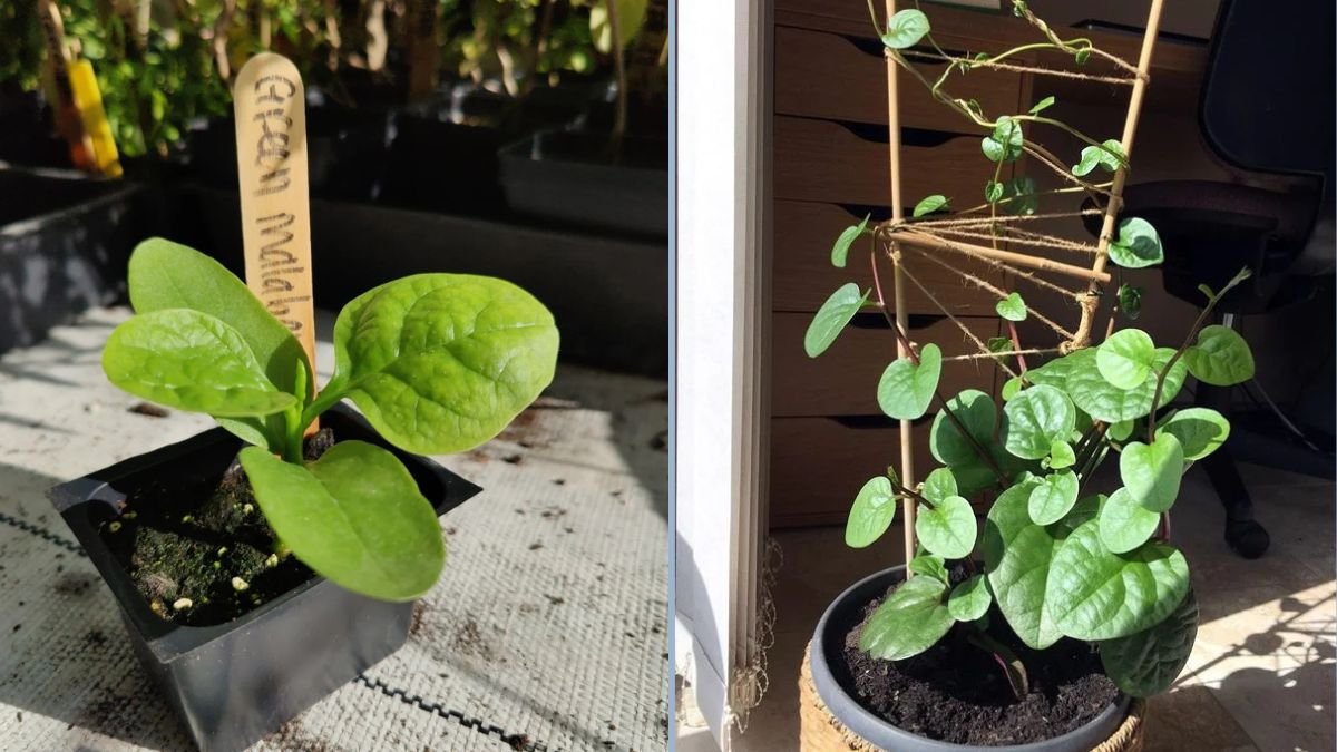 Best Tips for Growing Malabar Spinach: A Heat-Loving Spinach ...