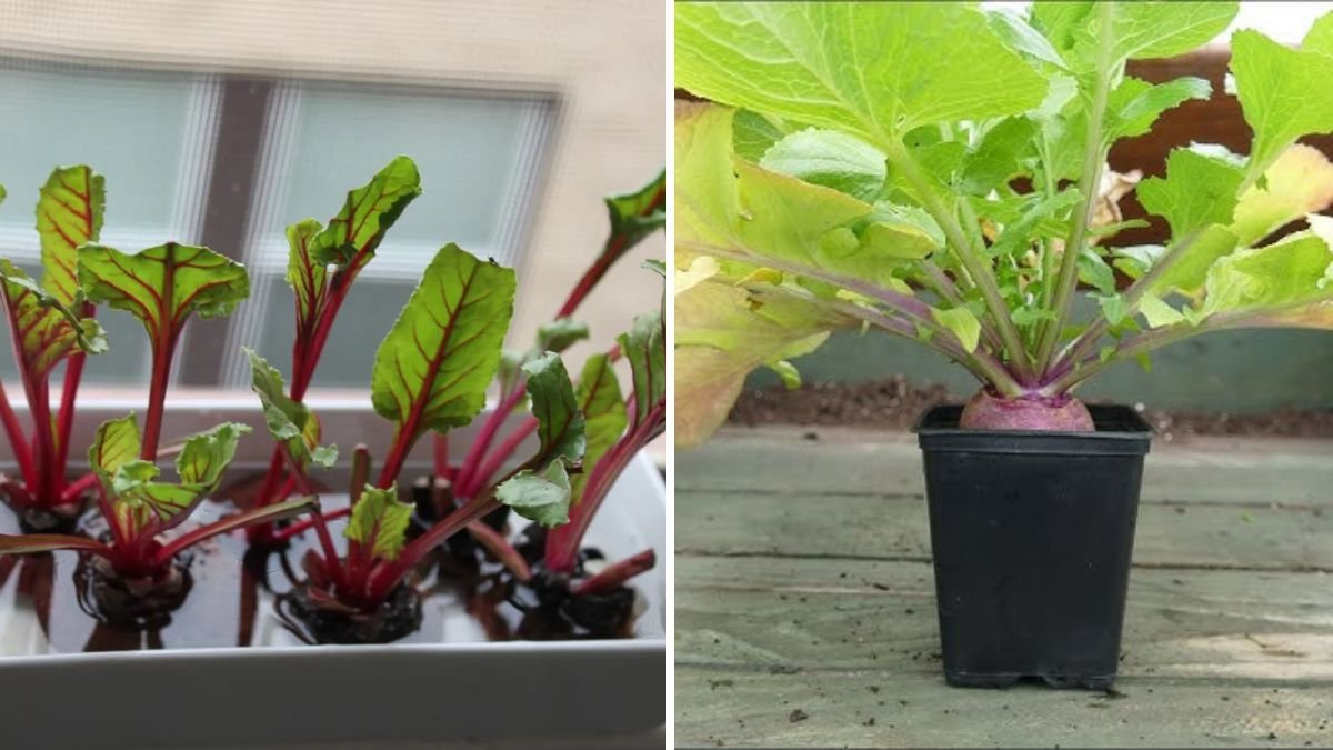 Can You Regrow Beets from Kitchen Scraps? A Step-by-Step Guide to ...