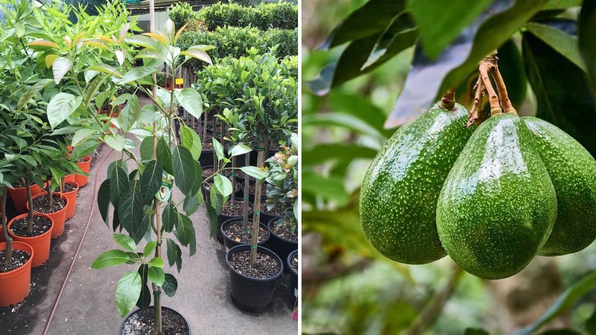Uncovering Pinkerton Avocados After Extreme Heat: How to Protect ...