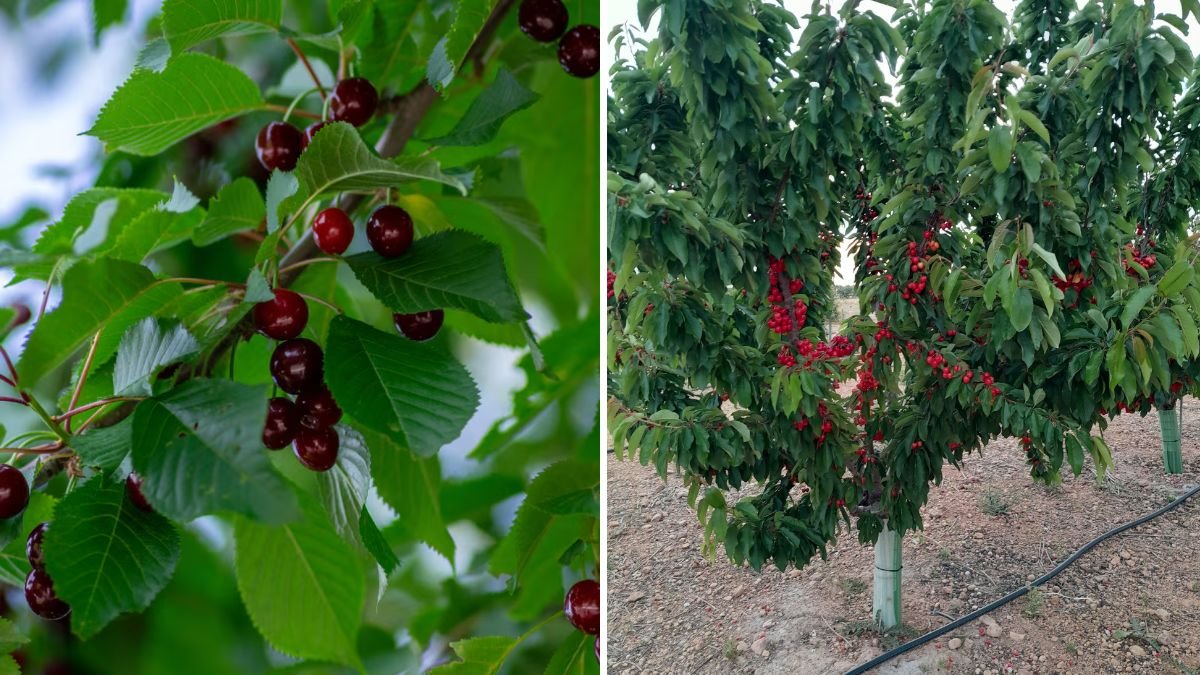 First Harvest Sweetheart Cherries: A Complete Guide to Growing, Caring ...