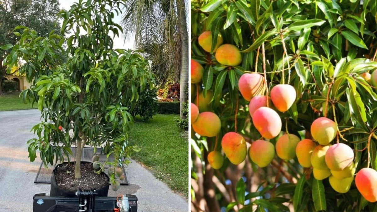 Kent Mango Blooming Season: How to Nurture and Enjoy This Lush Tropical ...