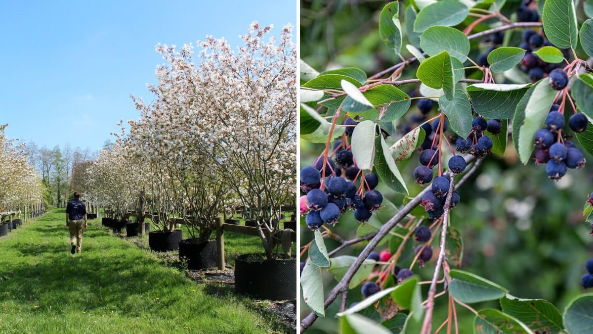 Juneberry (Amelanchier lamarckii): The Beautiful, Edible Shrub Every ...