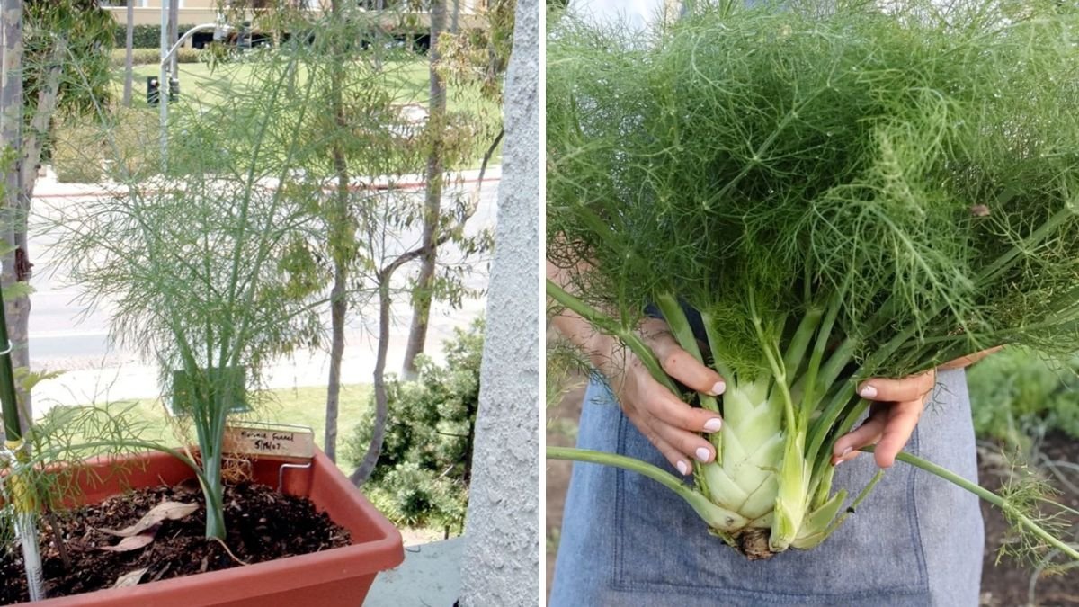 How to Grow Fennel from Seed in Containers: A Complete Guide to Growing ...