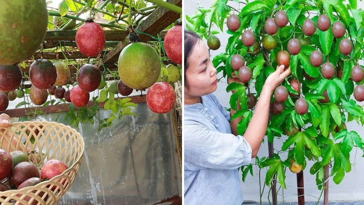 How to Grow Passion Fruit in Containers: The Perfect Method for ...