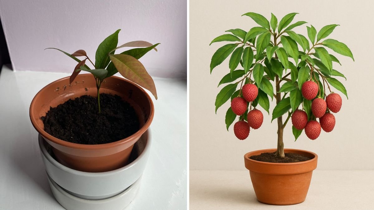 How to Grow Lychee Plant in a Plastic Container: Step-by-Step Guide for ...