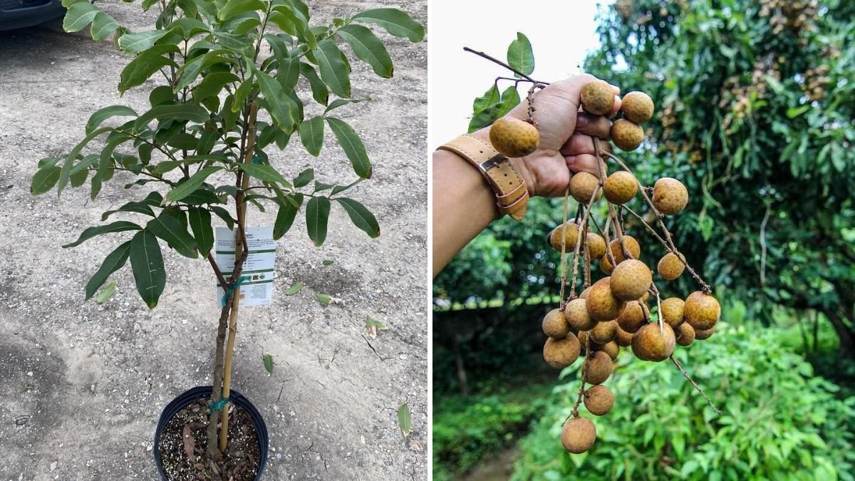 How to Grow Longan Tree in a Pot: Easy Step-by-Step Guide from Seed to ...