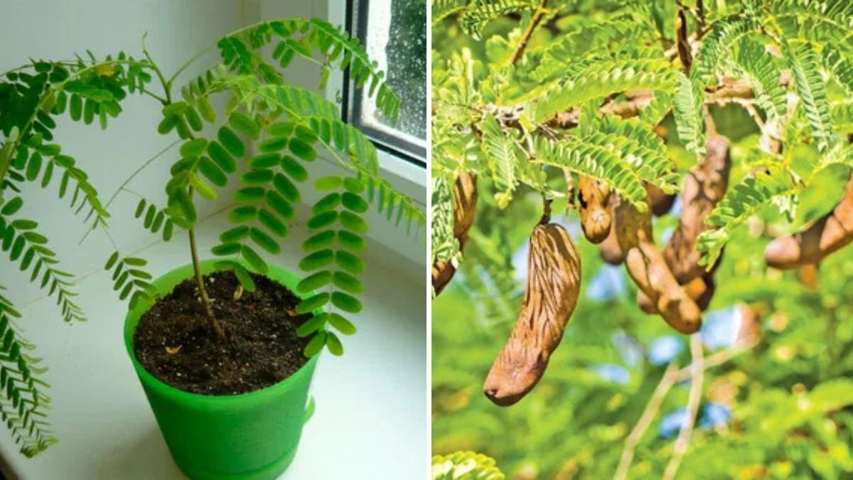 Tamarind Seedlings Growing Progress in One Month and How to Transplant ...
